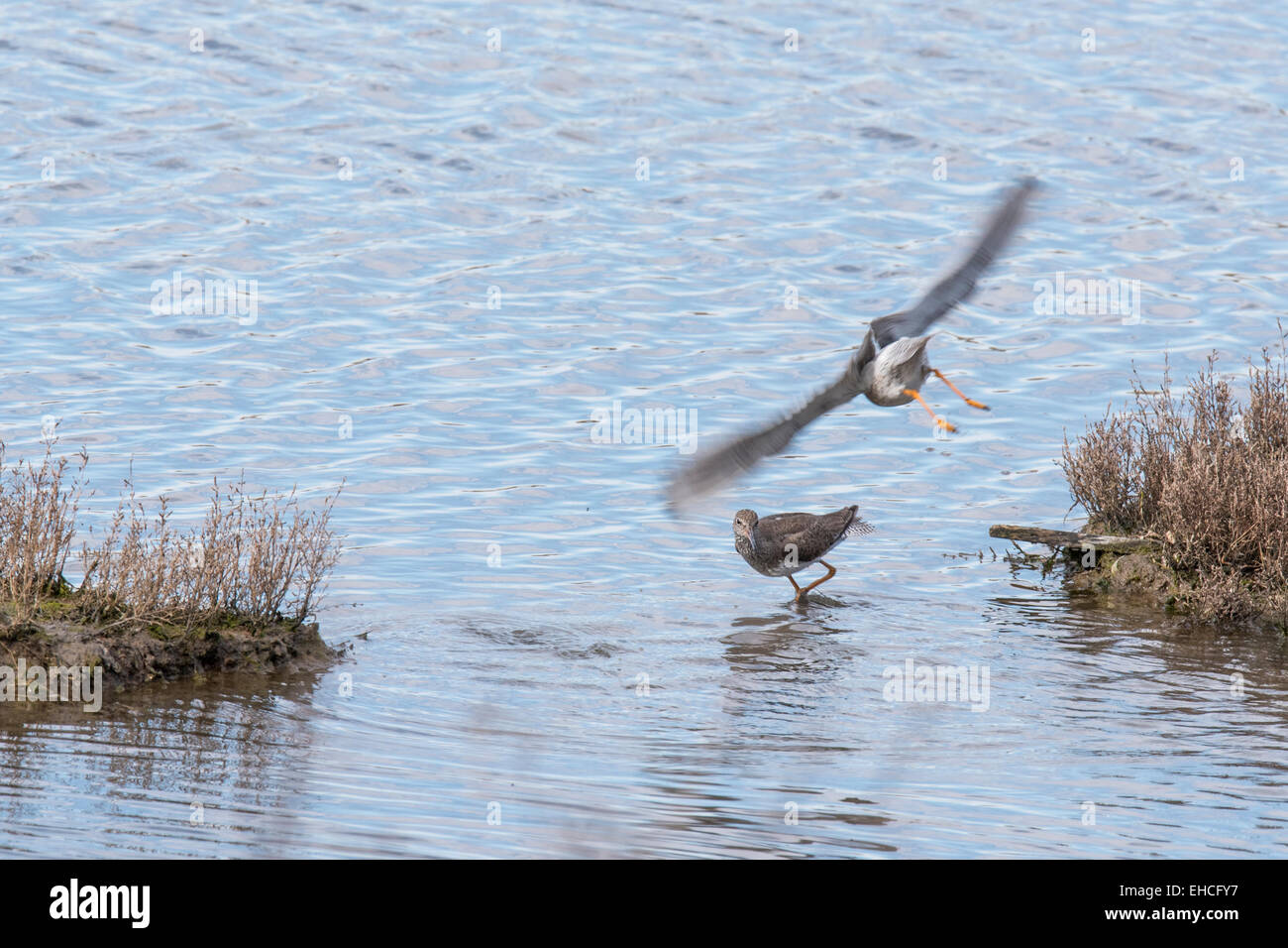 Redshanks fighting on Two Tree Island (Essex) lagoon. Two birds kept ...