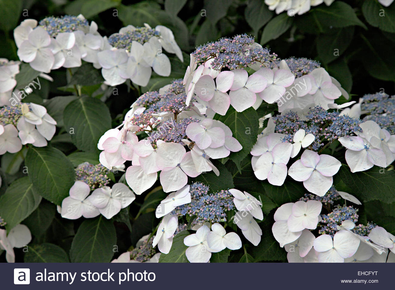 Hydrangea Macrophylla Mariesii Stock Photos & Hydrangea Macrophylla ...