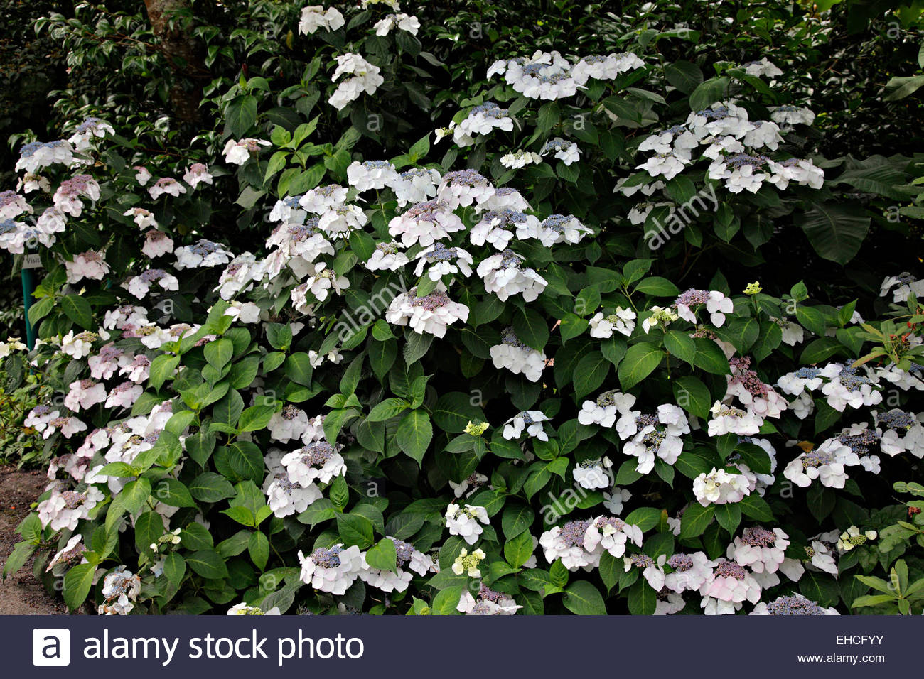 Hydrangea Macrophylla Mariesii Stock Photos & Hydrangea Macrophylla ...