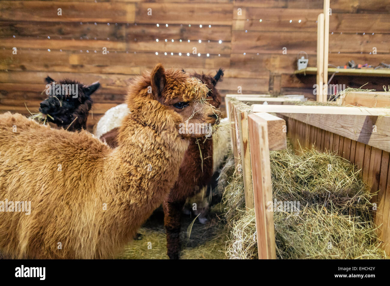 Indoor alpaca hi-res stock photography and images - Alamy