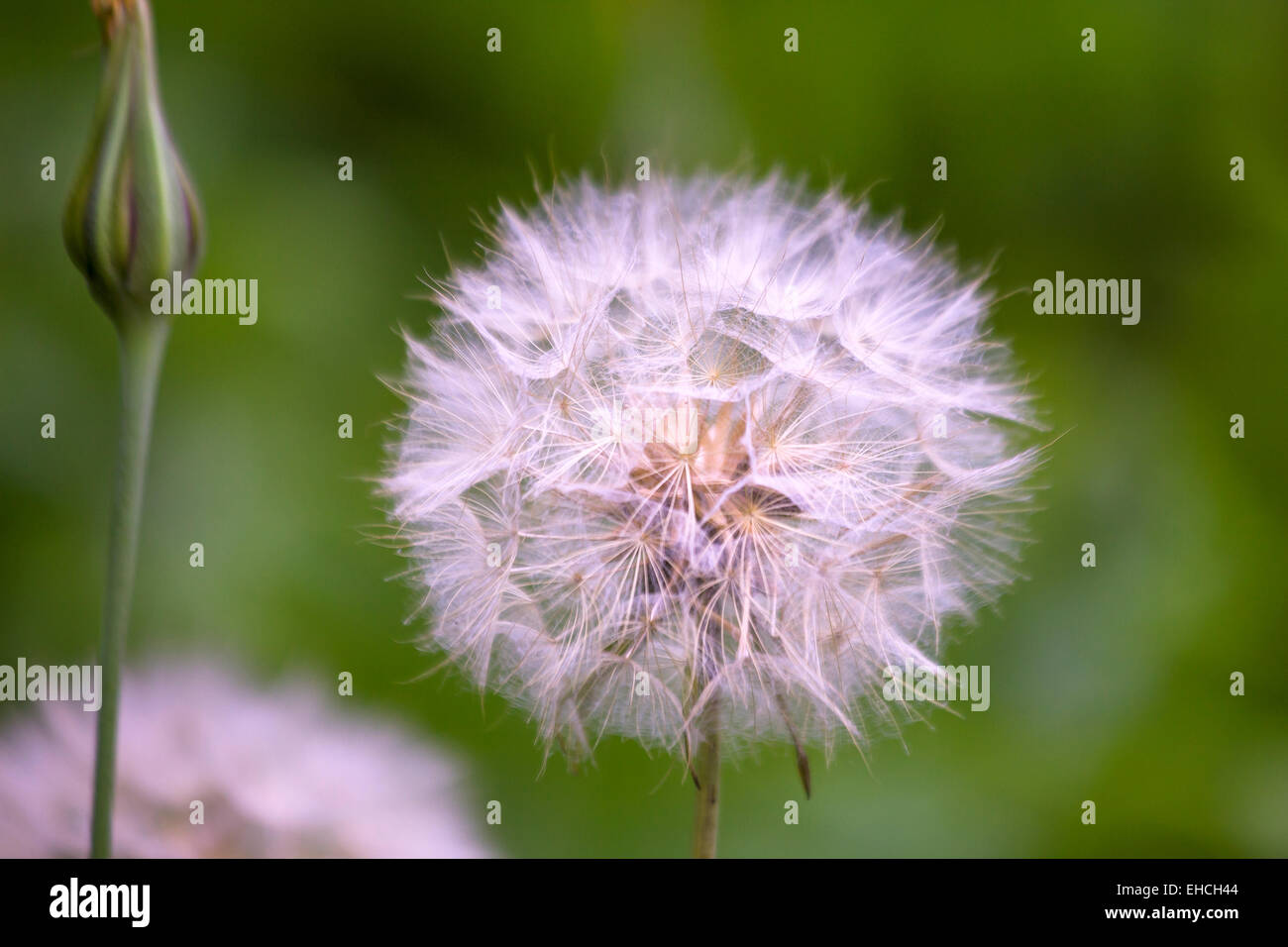 Dandelion seeds across a fresh green background Stock Photo - Alamy