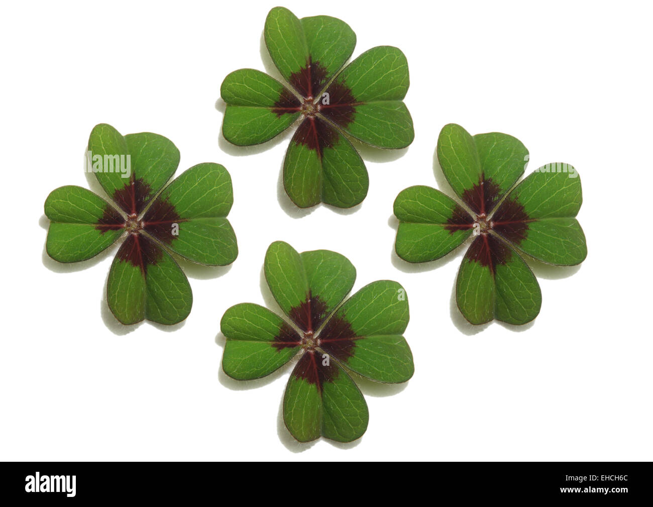 Four-leafed clover clover Stock Photo - Alamy