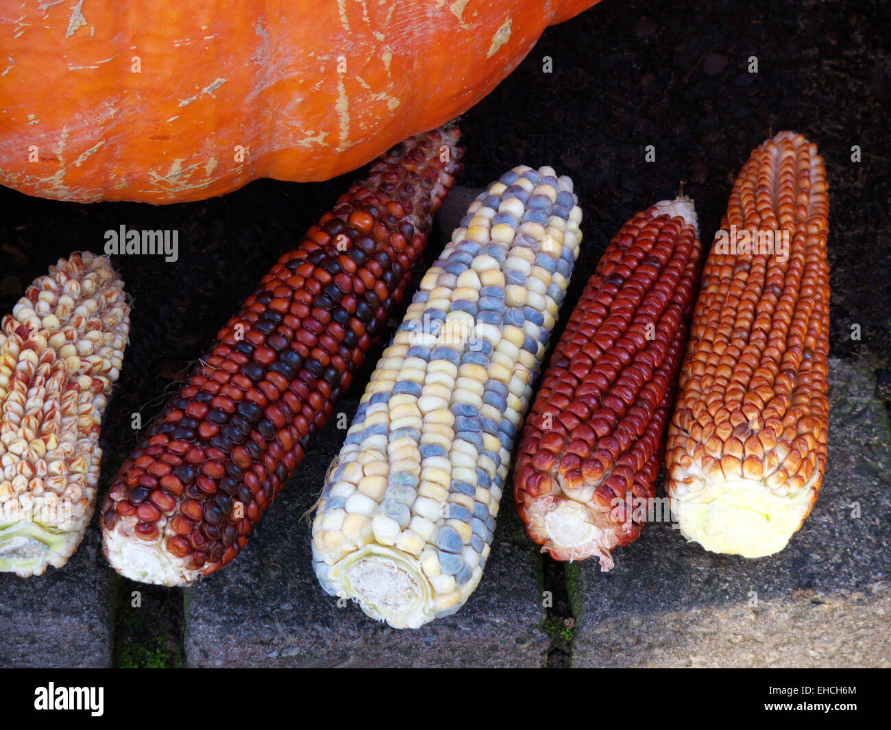 Coloured maize hi-res stock photography and images - Alamy