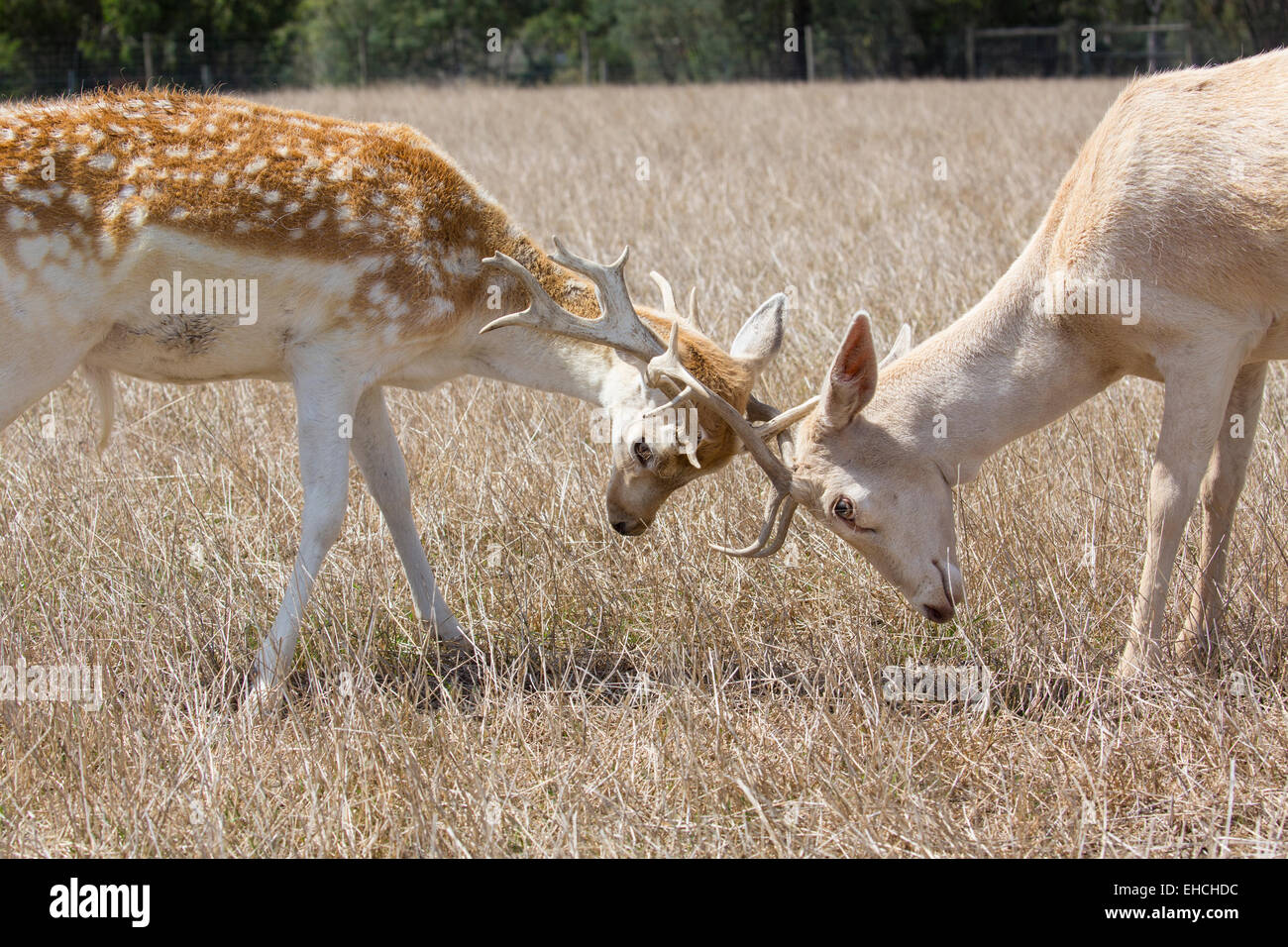 Two Fallow Deer bucks engaged in a fight Stock Photo - Alamy