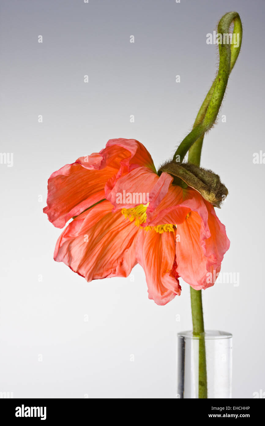 single poppy seed in a glass vase Stock Photo - Alamy