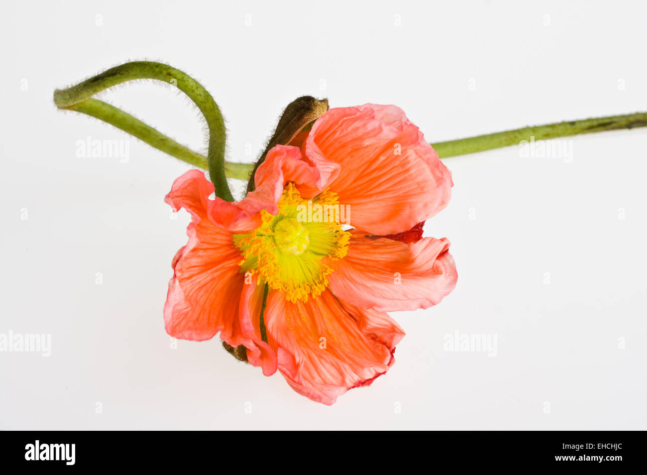 single poppy seed in a glass vase Stock Photo - Alamy