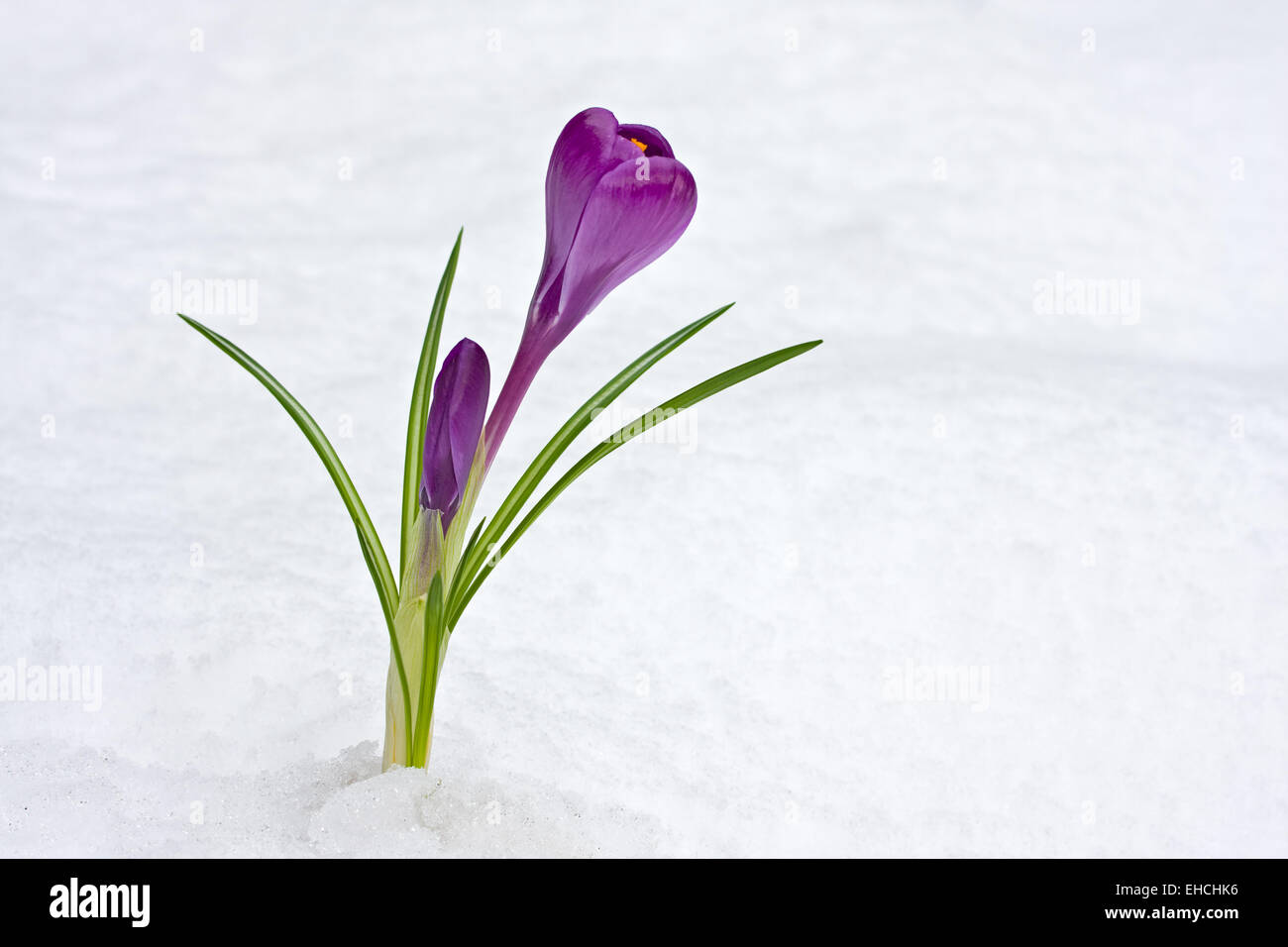 Crocus detail hi-res stock photography and images - Alamy