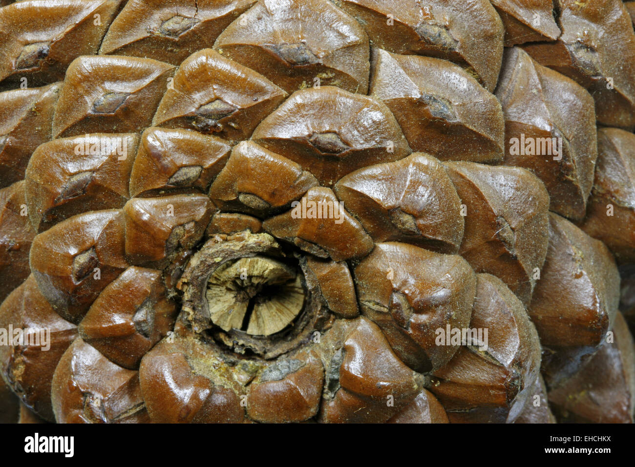 Tree pin of a pine (Pinus Stock Photo - Alamy