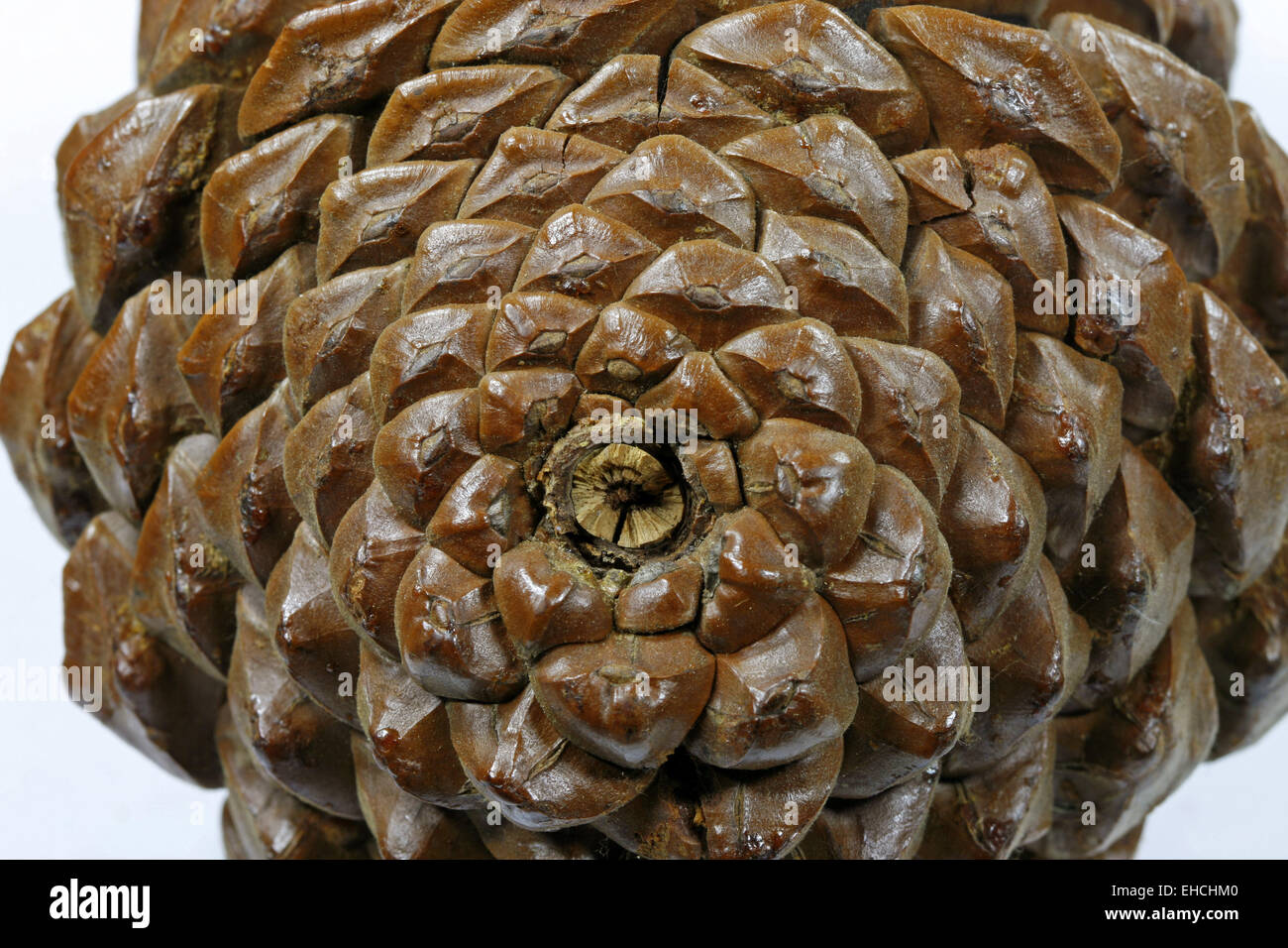Tree pin of a pine (Pinus Stock Photo - Alamy