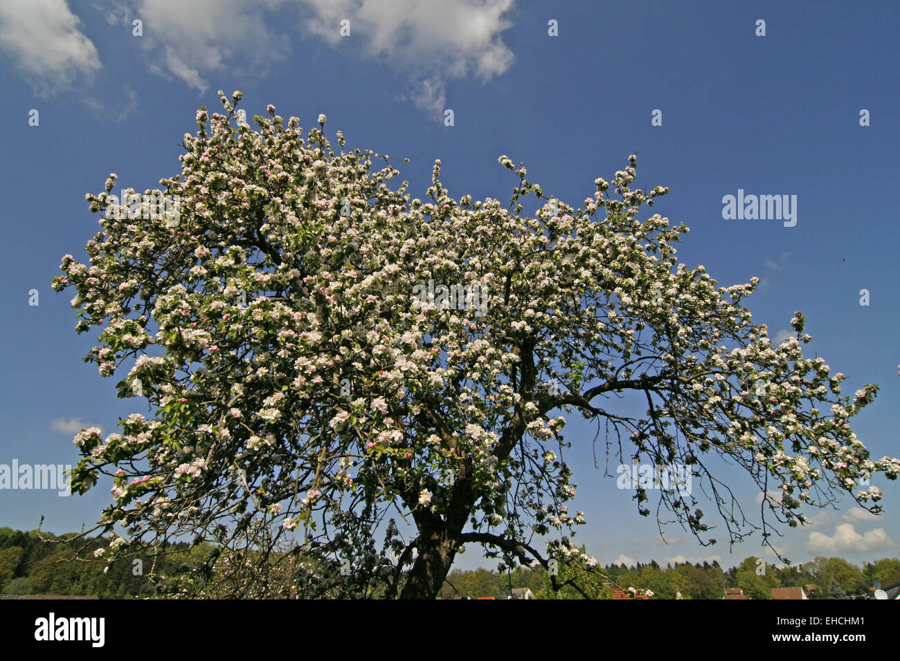 Landscape appletree germany hi-res stock photography and images - Alamy
