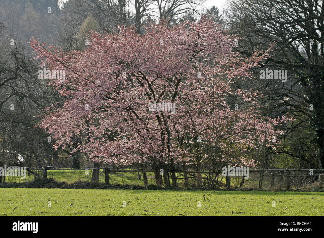 Prunus, Japanese cherry tree in spring Stock Photo - Alamy