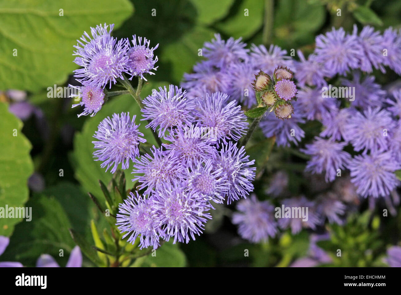Floss flower hi-res stock photography and images - Alamy