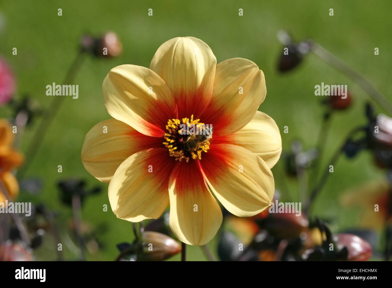 Mignon dahlia dahlia hi-res stock photography and images - Alamy