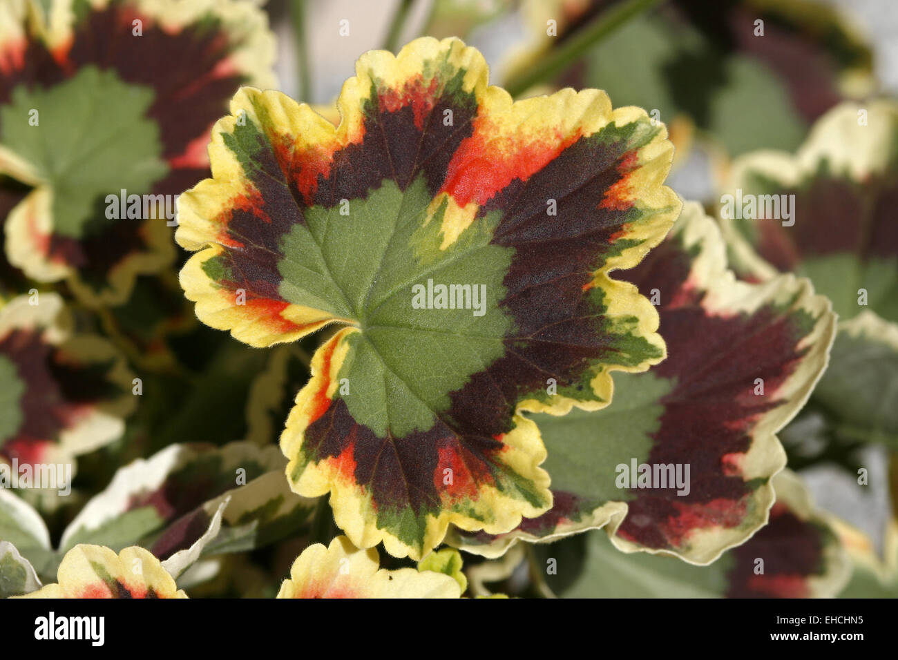 Pelargonium zonale hybride mrs pollock hi-res stock photography and ...