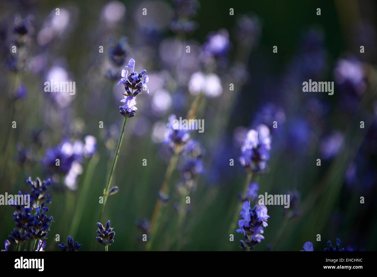 Provence lavender detail hi-res stock photography and images - Alamy