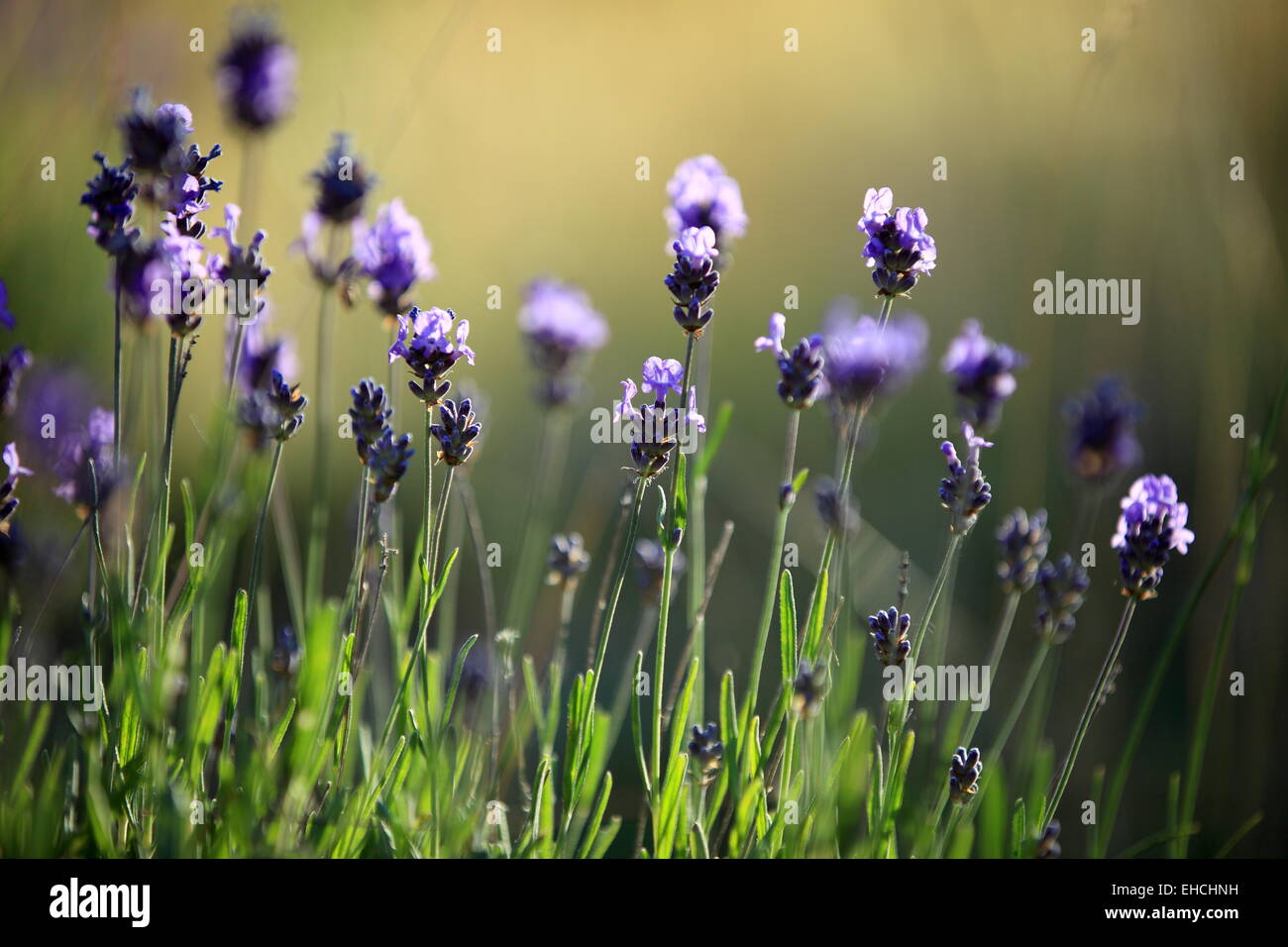 Provence lavender detail hi-res stock photography and images - Alamy