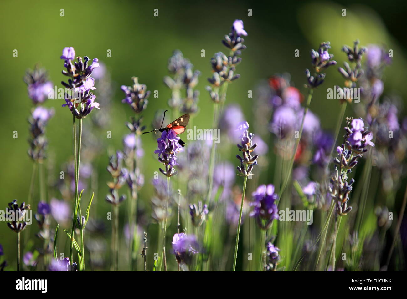 Close up of lavender flower Stock Photo - Alamy