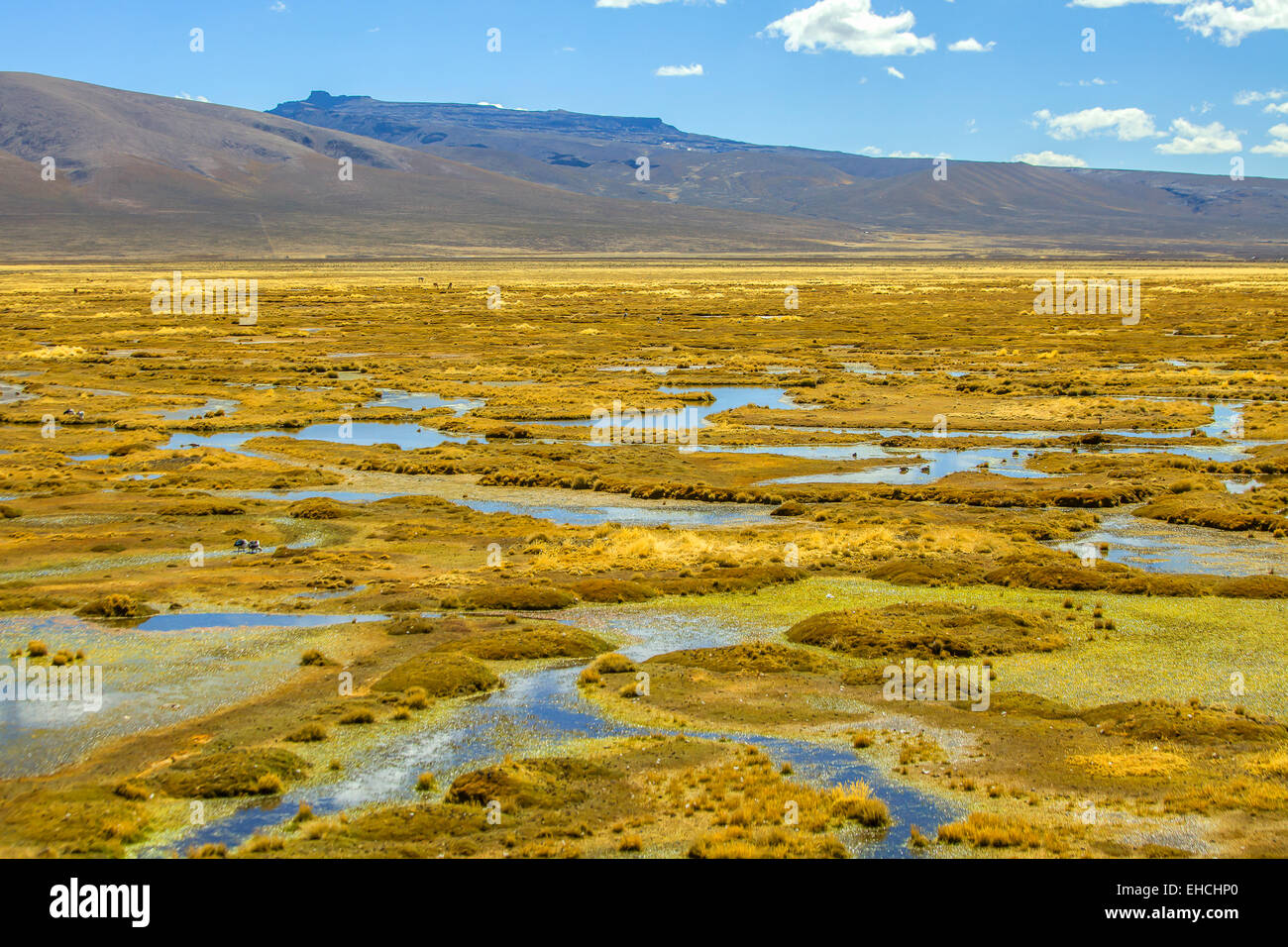 Pampa in Peru with puddles of water Stock Photo - Alamy