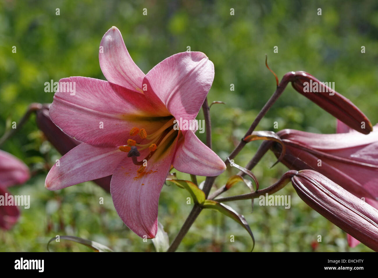 Lily lilium hybride hi-res stock photography and images - Alamy