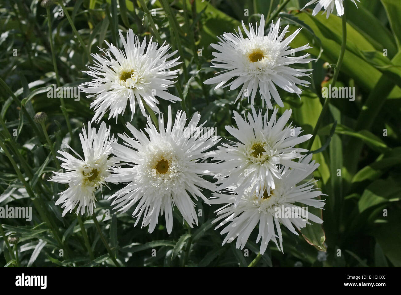 Stokes aster stokesia laevis hi-res stock photography and images - Alamy