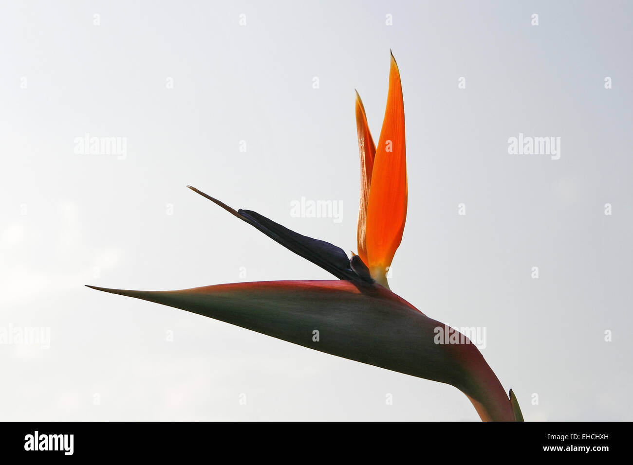 Strelitzia reginae blume hi-res stock photography and images - Alamy