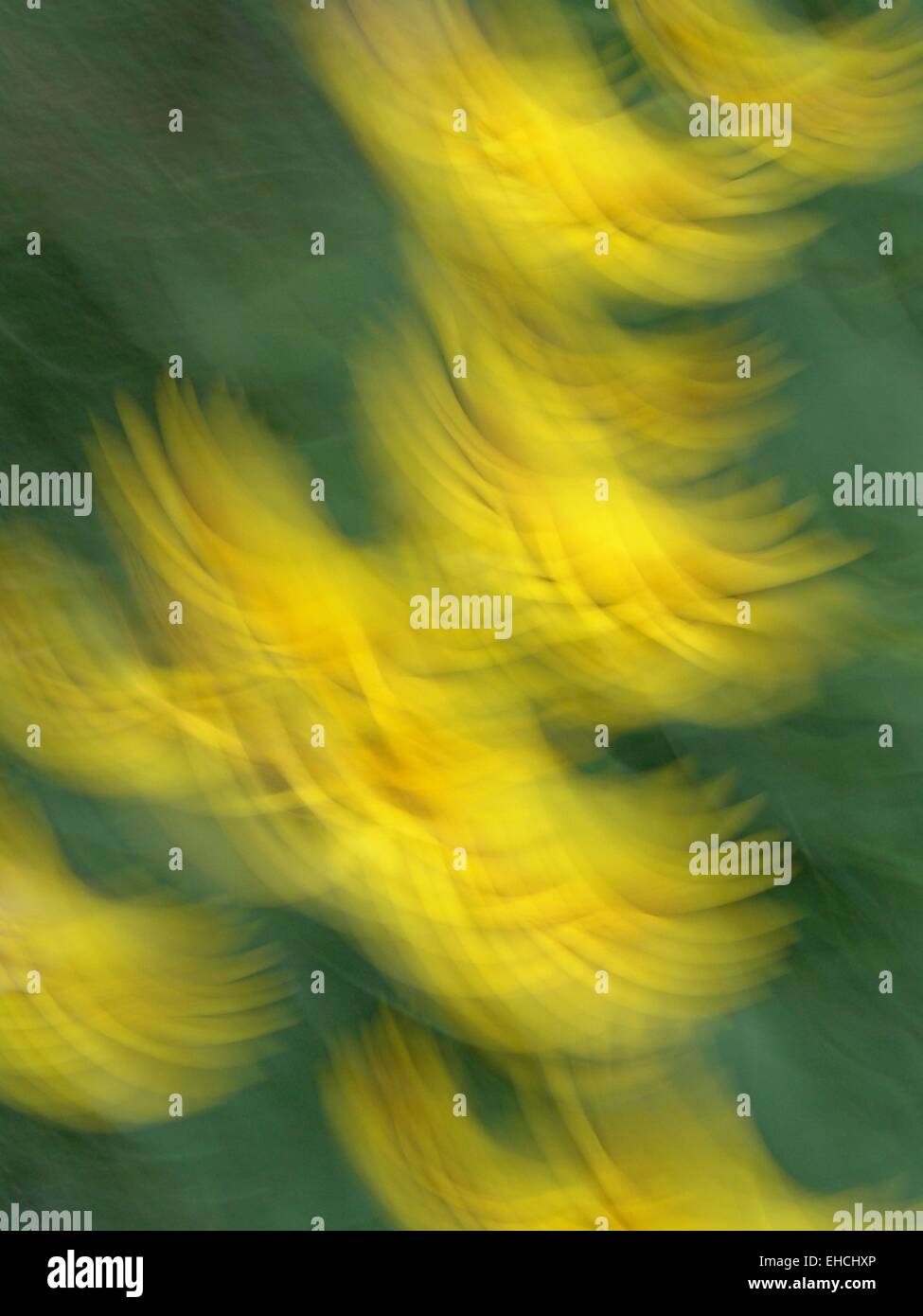 Abstract Flower Photo High Resolution Stock Photography and Images - Alamy