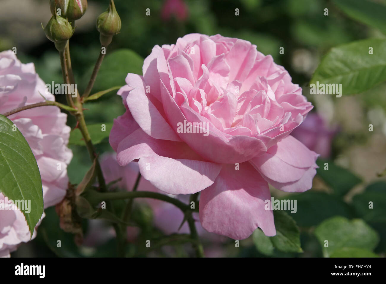 Rosa mary rose hi-res stock photography and images - Alamy