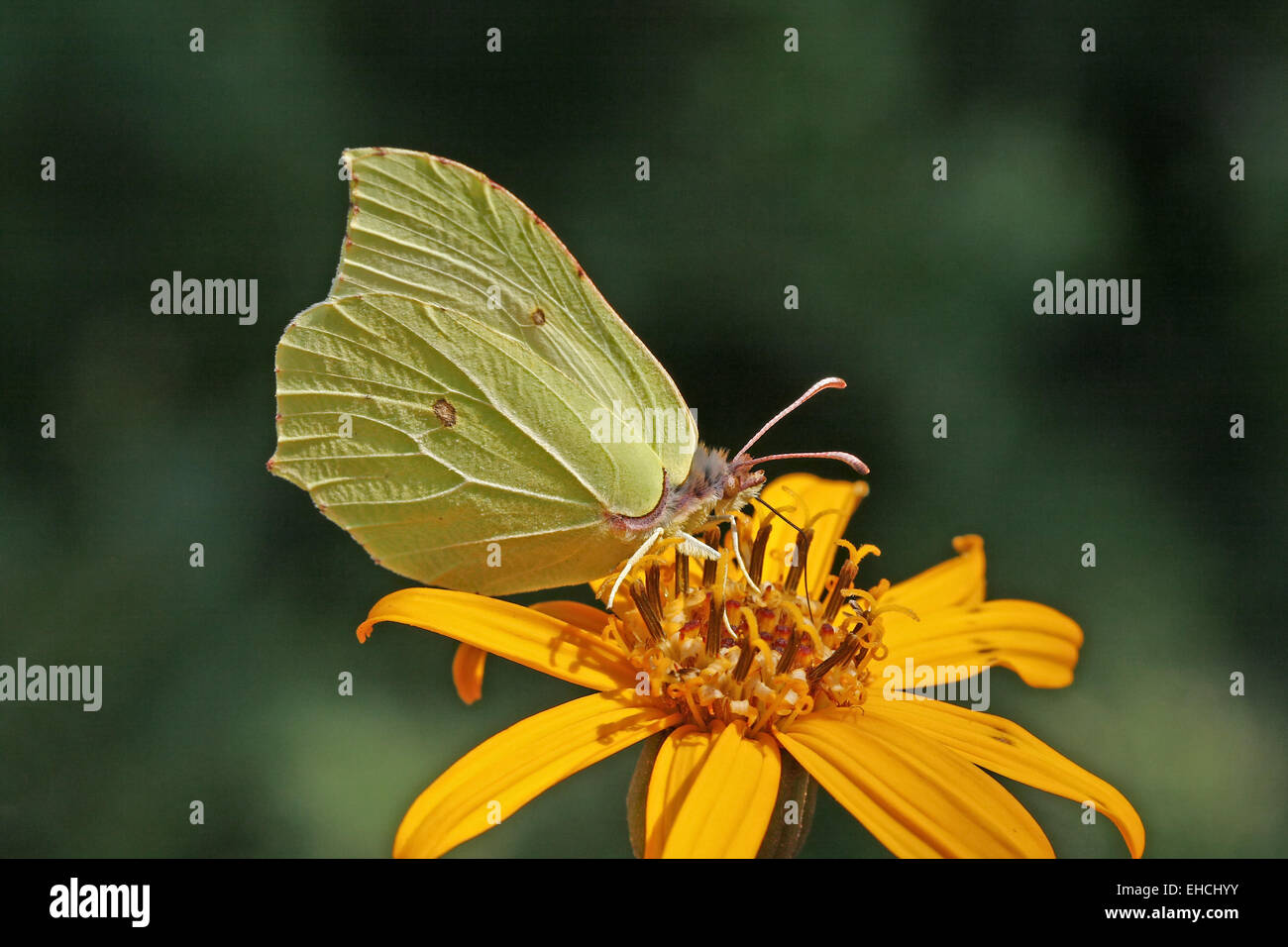Common brimstone head hi-res stock photography and images - Alamy
