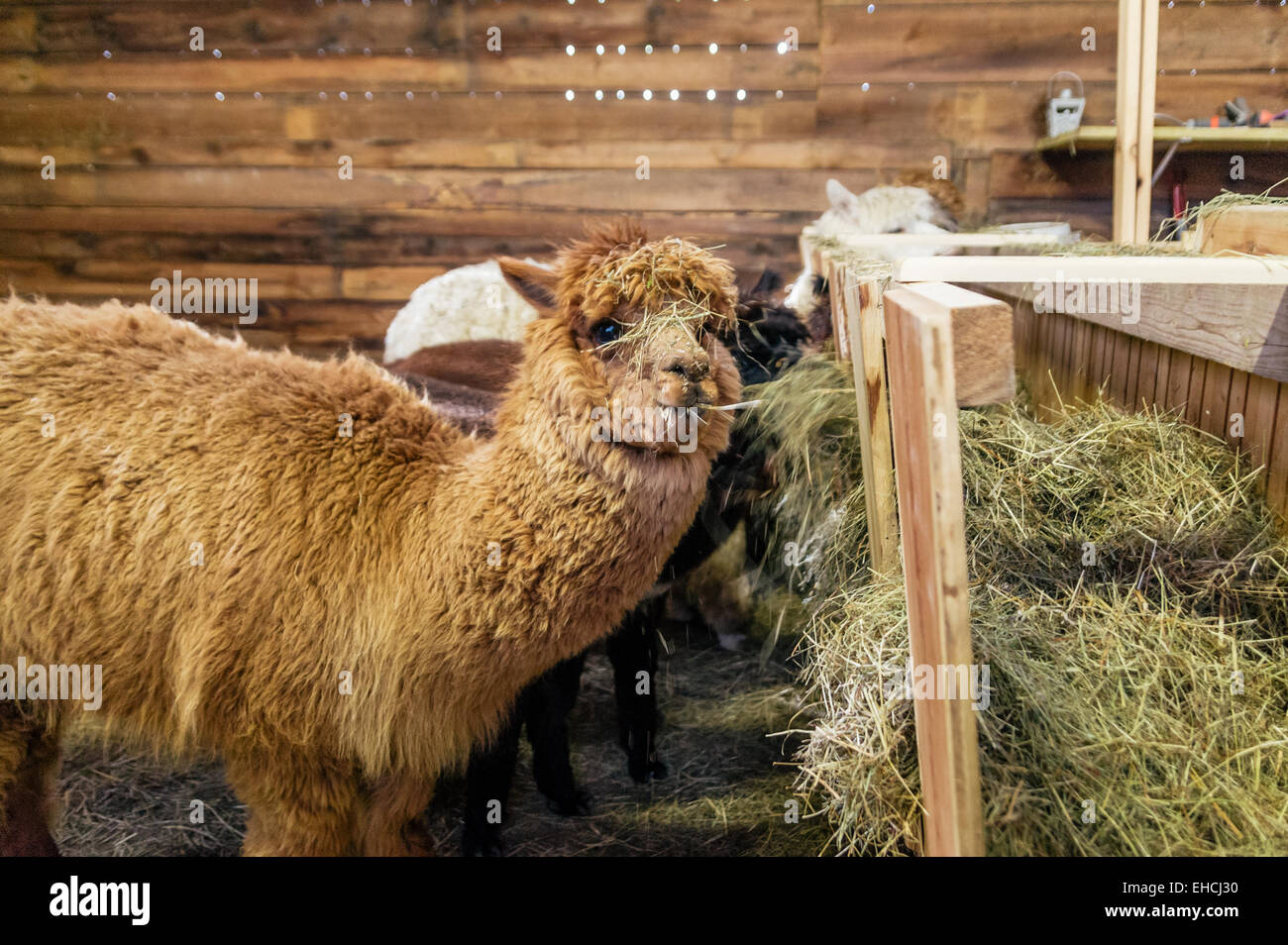 Alpaca in a stable Stock Photo - Alamy