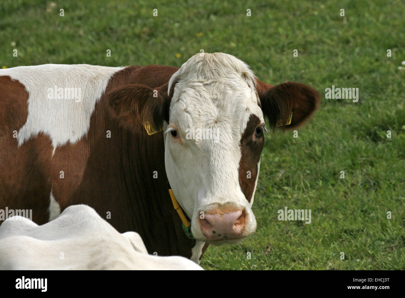 Fleckige kuh hi-res stock photography and images - Alamy