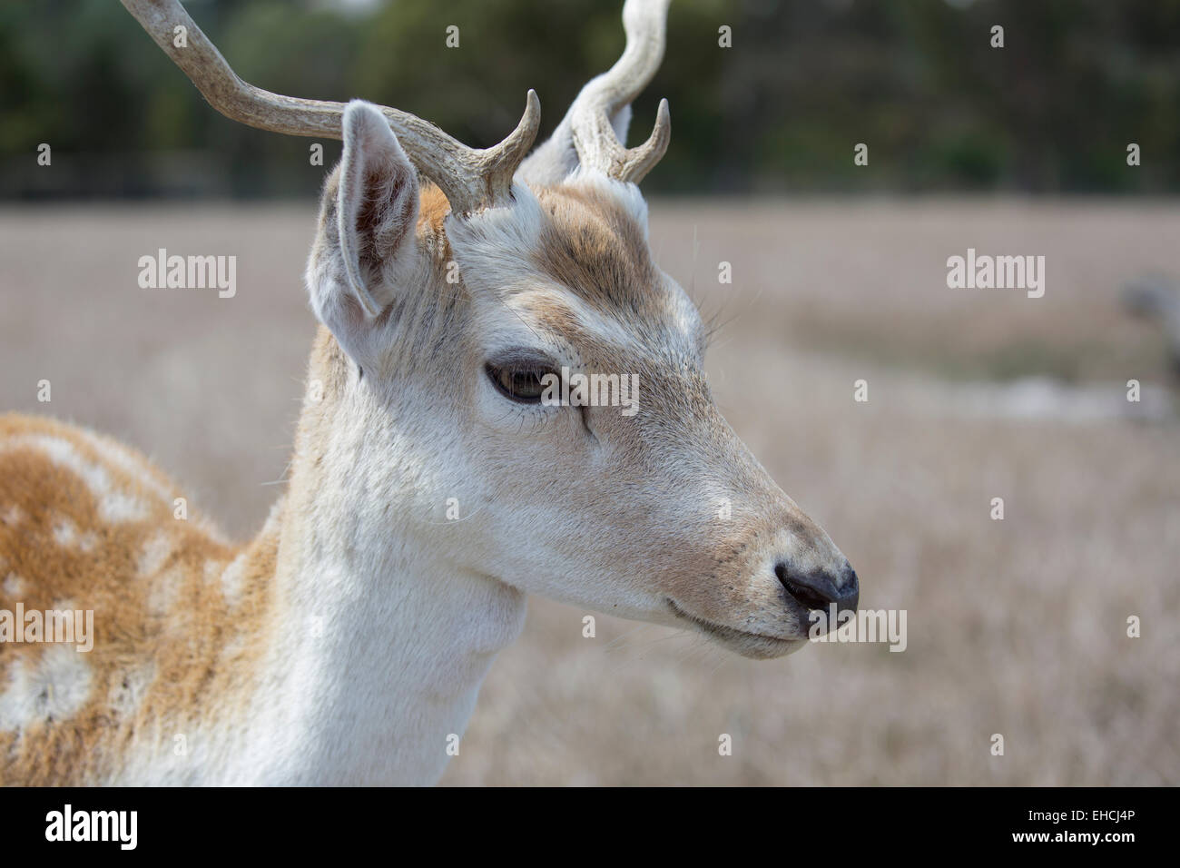 Fallow Deer - close-up Stock Photo - Alamy