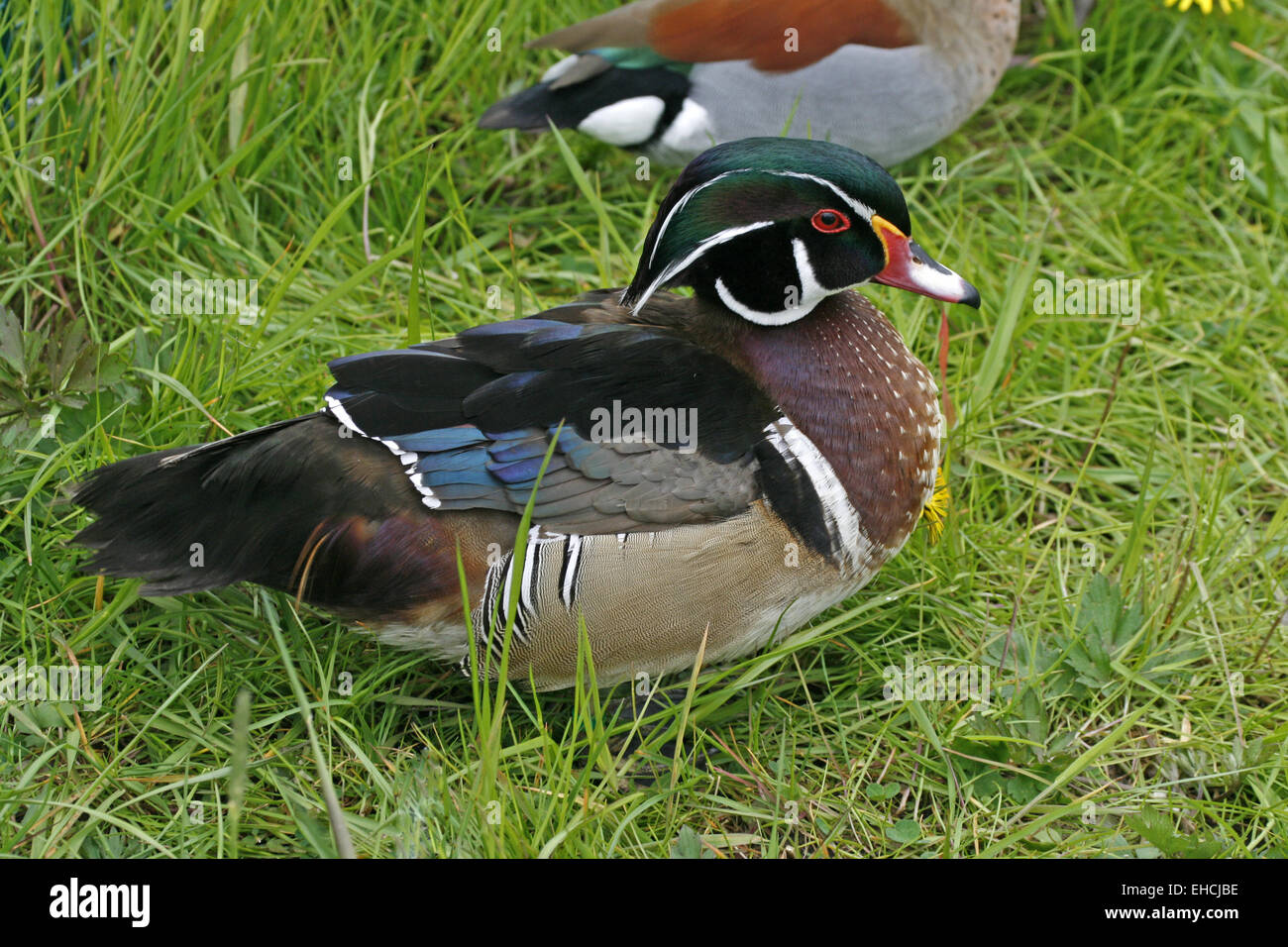 Wood Duck, Aix sponsa Stock Photo - Alamy
