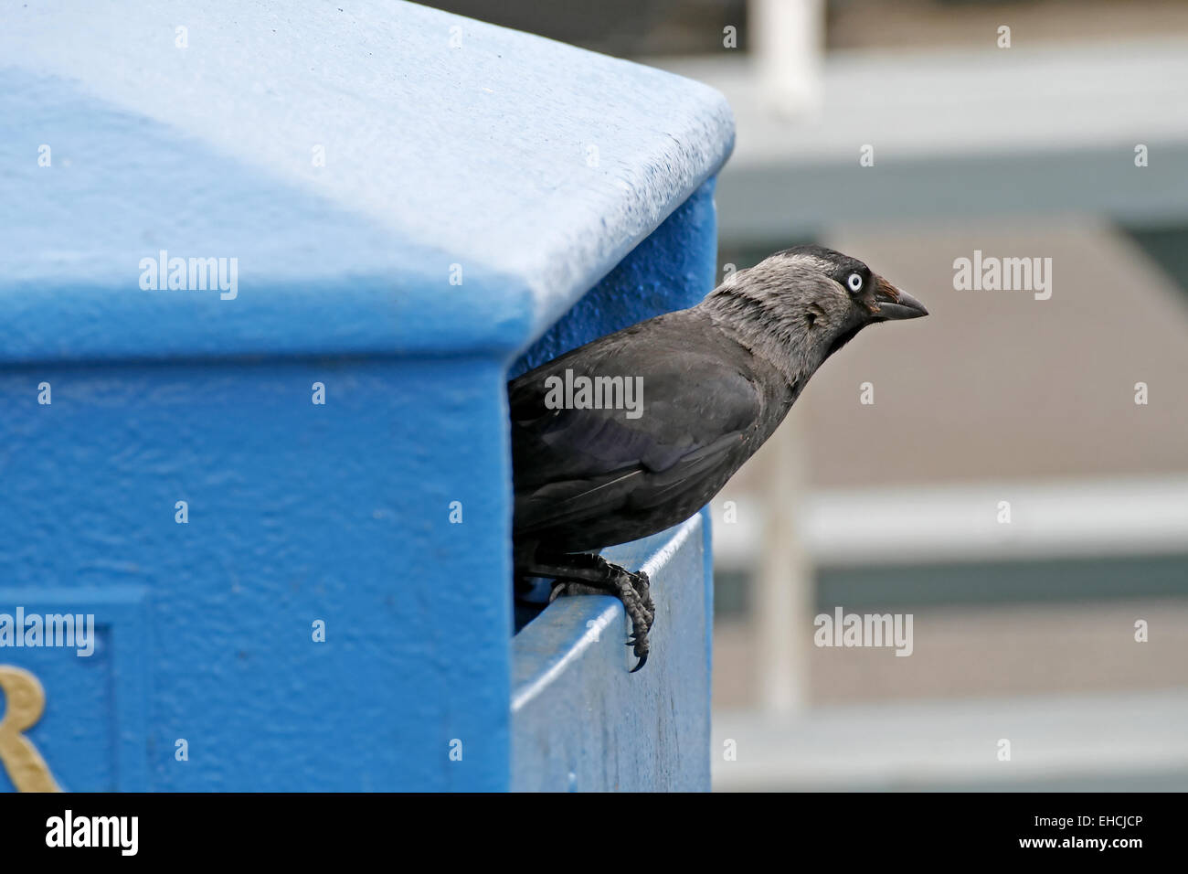 Jackdaw uk cornwall hi-res stock photography and images - Alamy