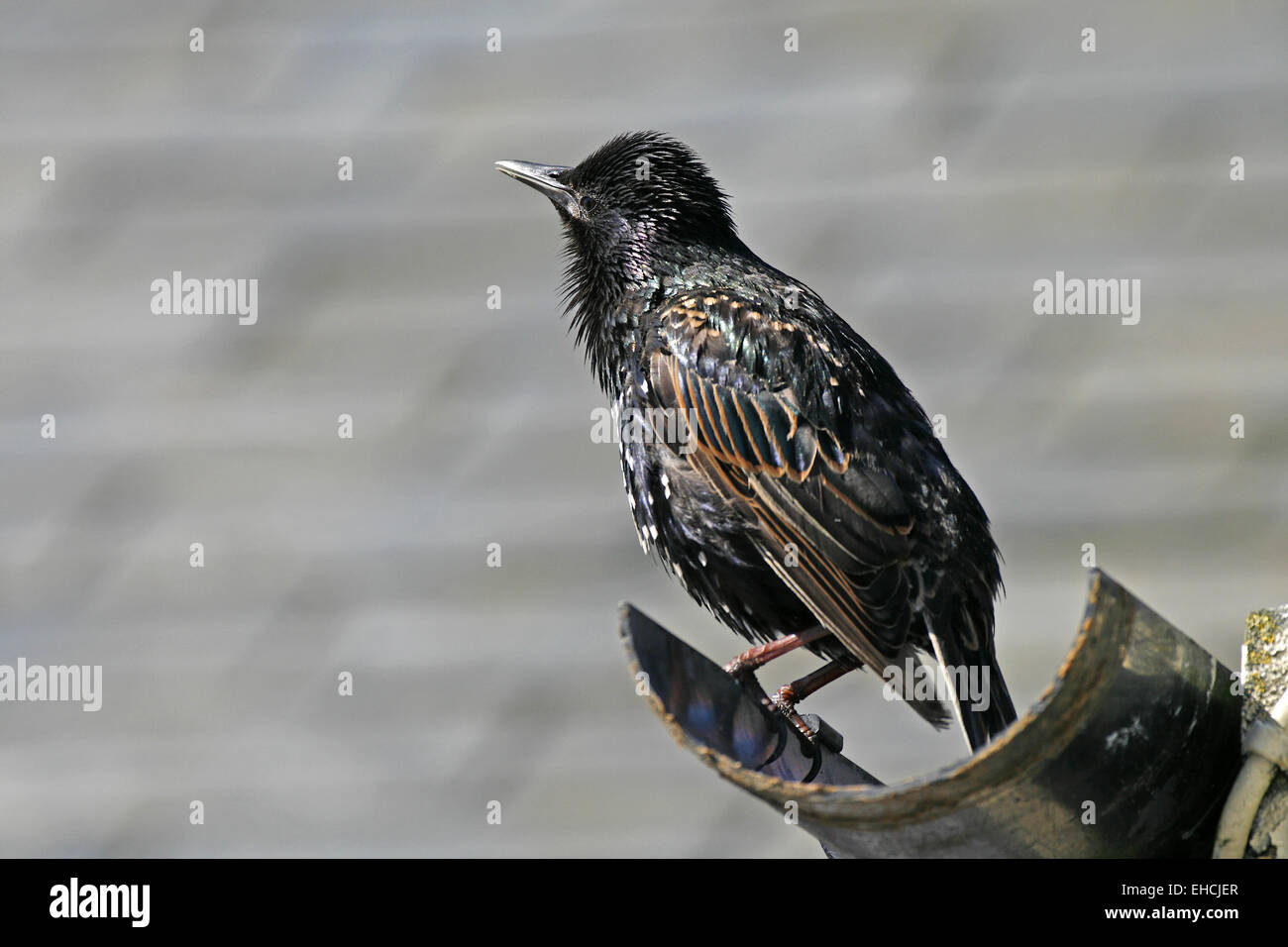 Starling gutter hi-res stock photography and images - Alamy