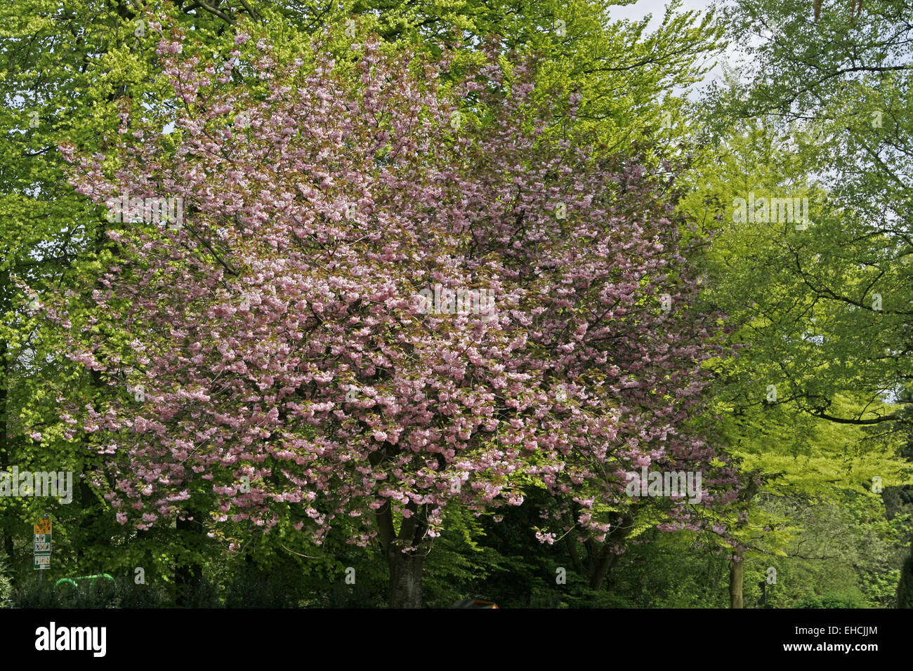 Japanischer Kirschbaum High Resolution Stock Photography and Images - Alamy
