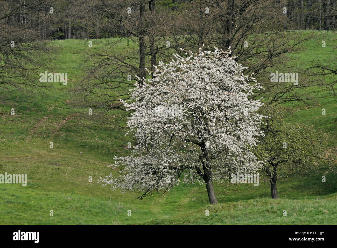 Hagen at teutoburg forest hi-res stock photography and images - Alamy