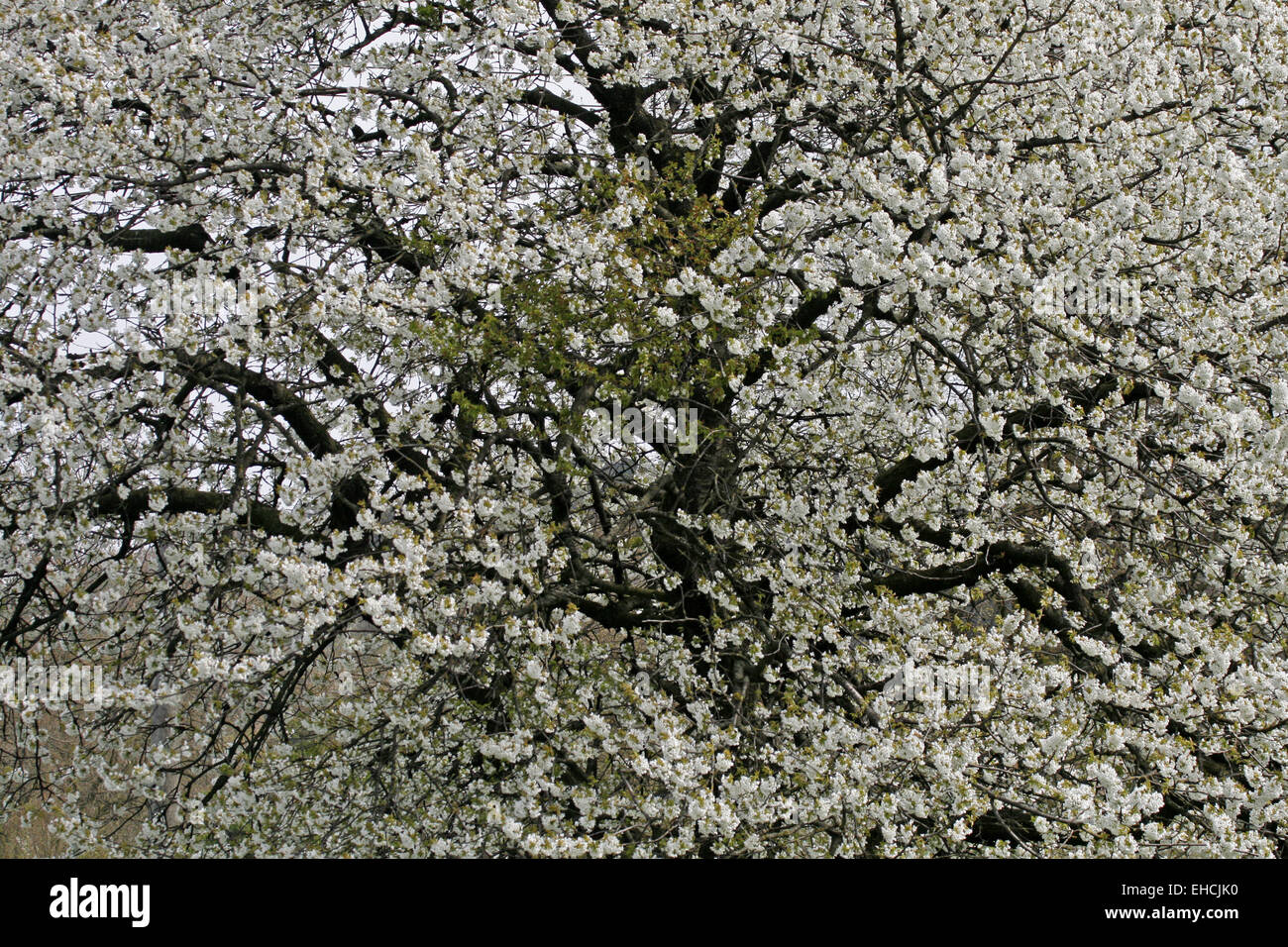 Cherry tree in Hagen Stock Photo - Alamy