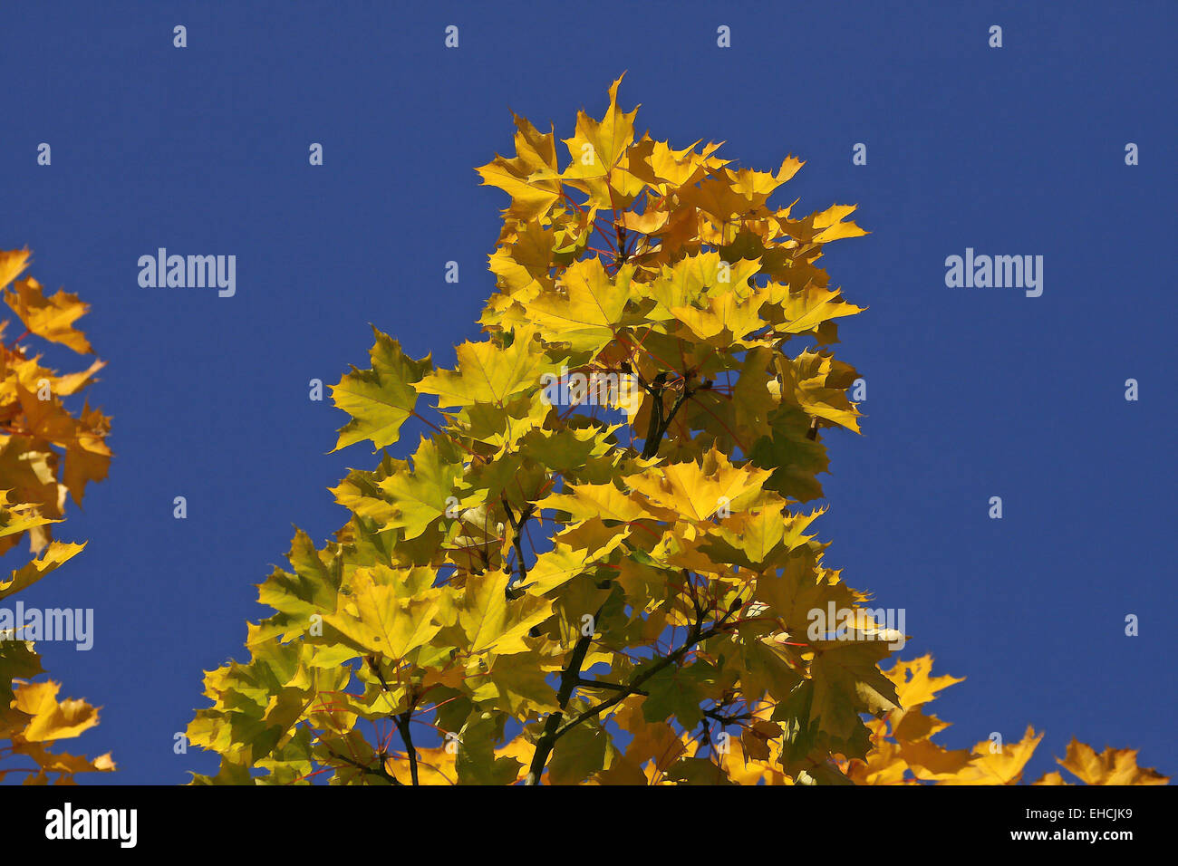 Norway maple colourful leaves hi-res stock photography and images - Alamy