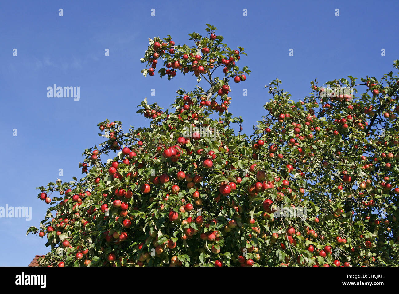 Apple tree with ripe fruit (Malus Stock Photo - Alamy