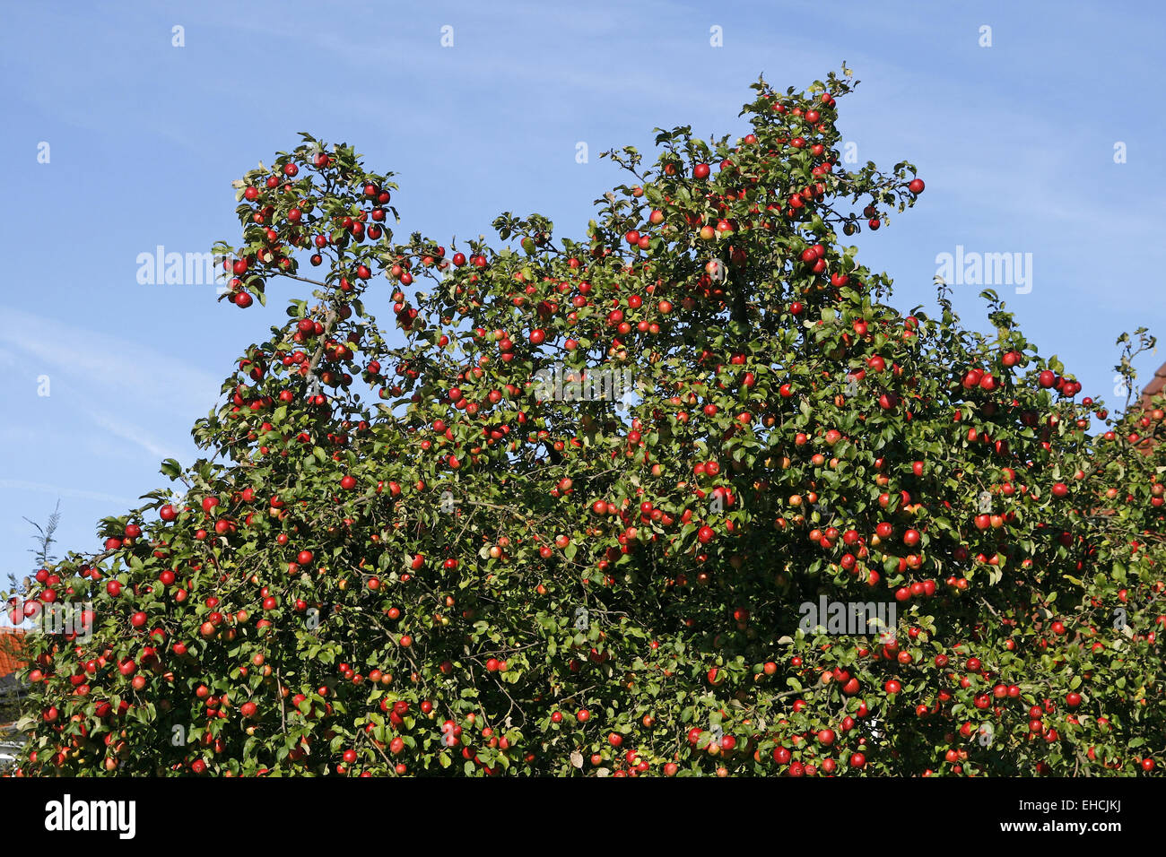 Apple tree with ripe fruit (Malus Stock Photo - Alamy