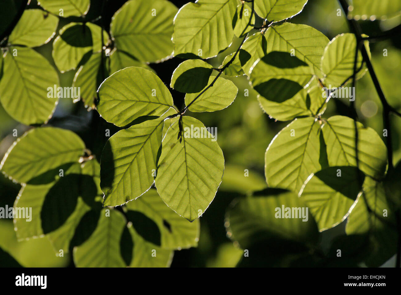 Beech (Fagus) beech beech (Fagus) Beech Stock Photo - Alamy