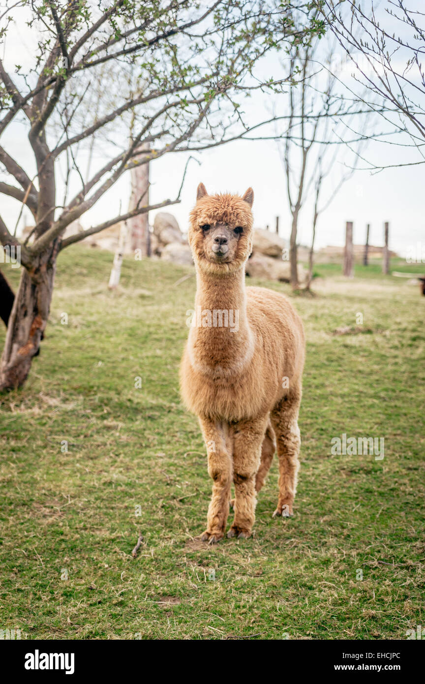 An alpaca hi-res stock photography and images - Alamy