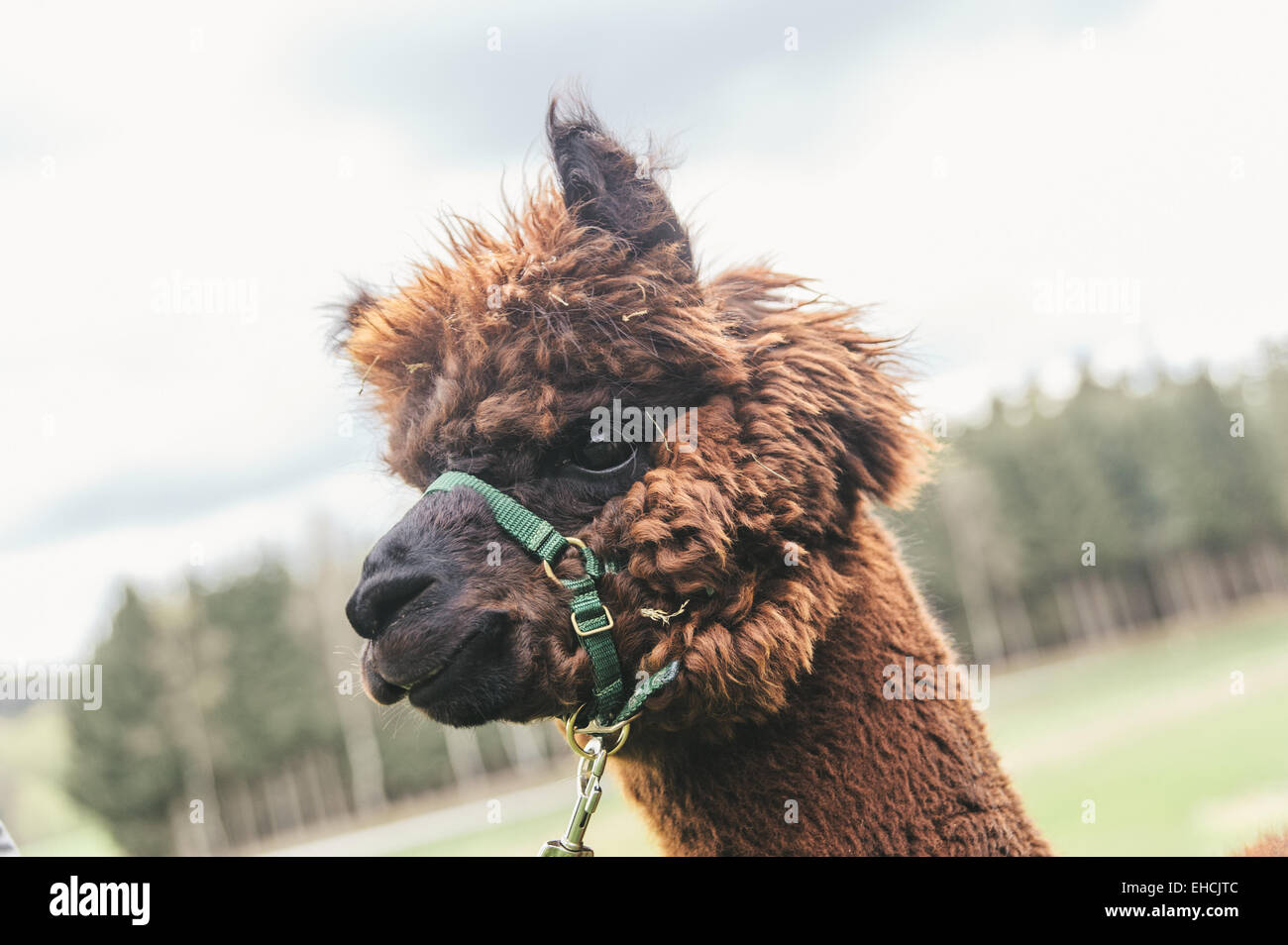 Fluffy alpaca hi-res stock photography and images - Alamy