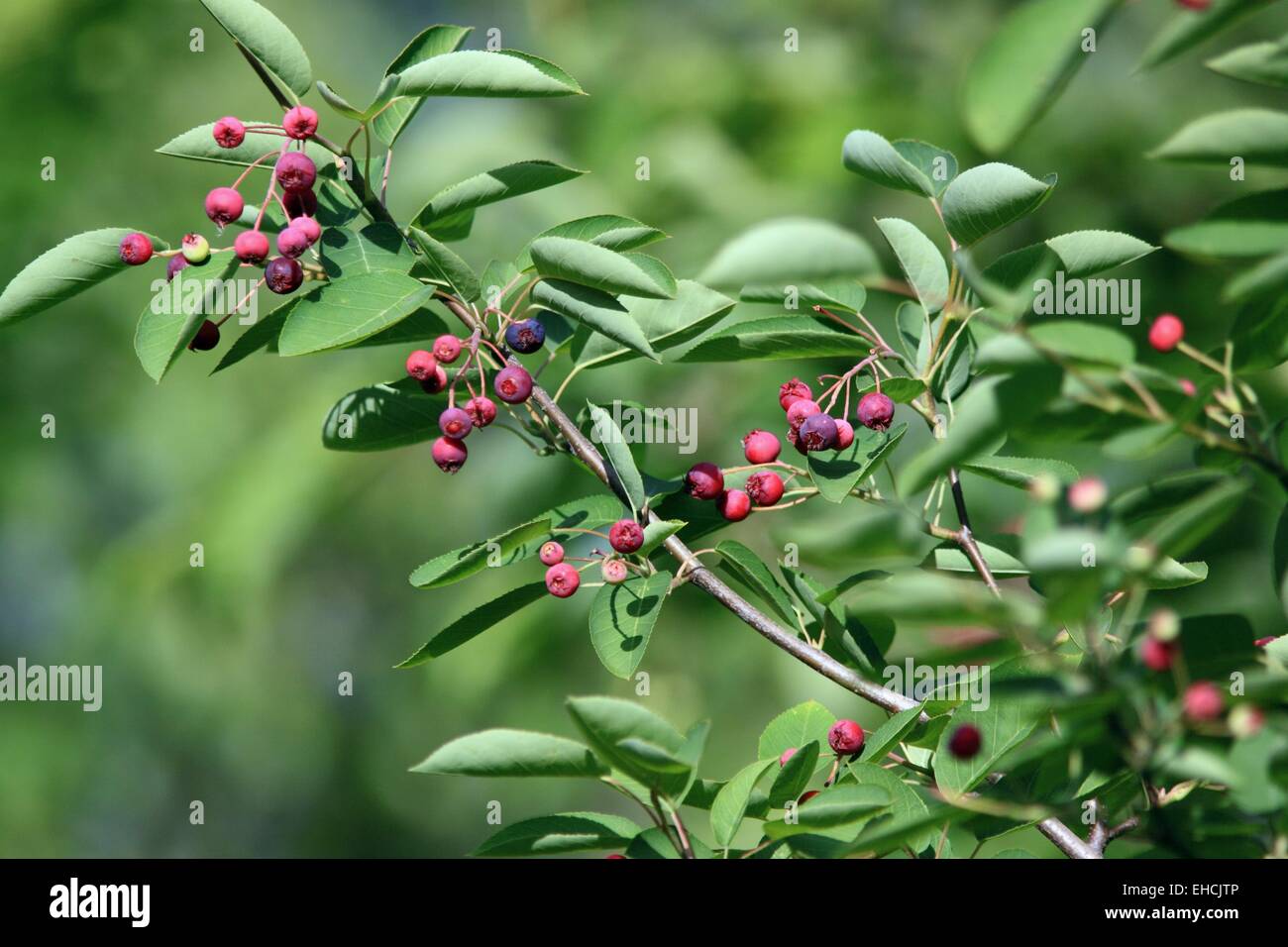 Shadbush tree hi-res stock photography and images - Alamy