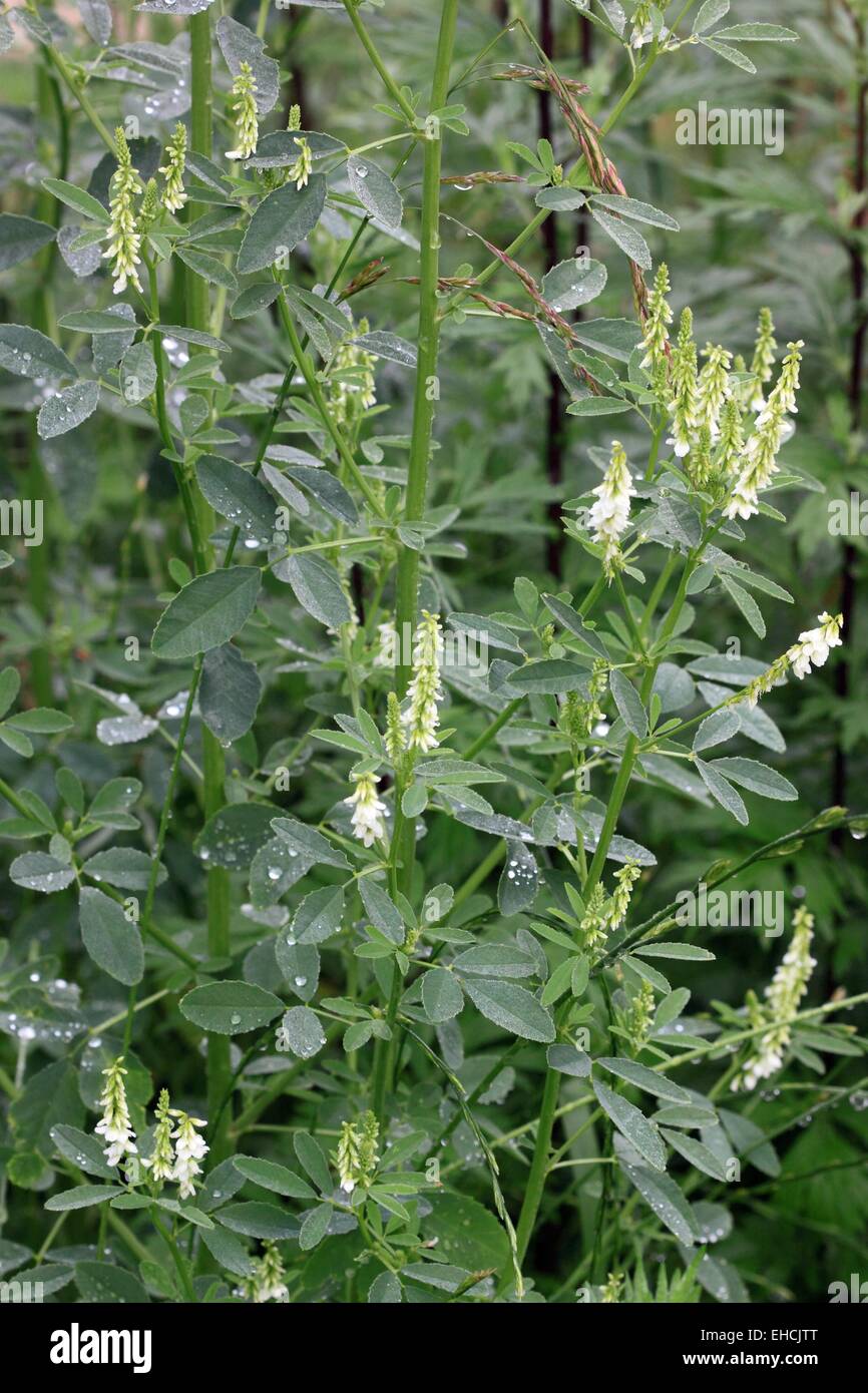 White sweet clover hi-res stock photography and images - Alamy