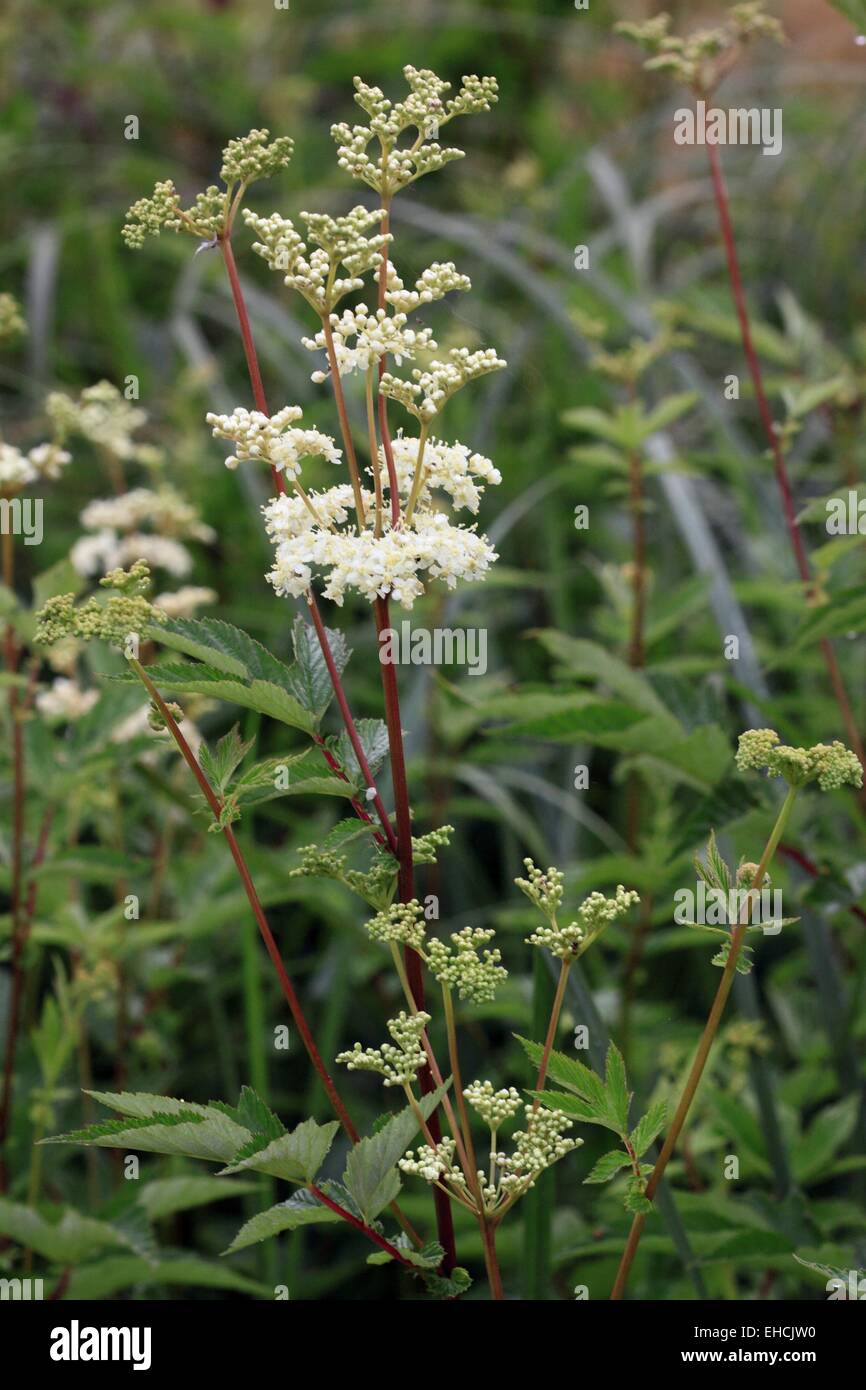 Meadowsweet, Filipendula ulmaria Stock Photo - Alamy