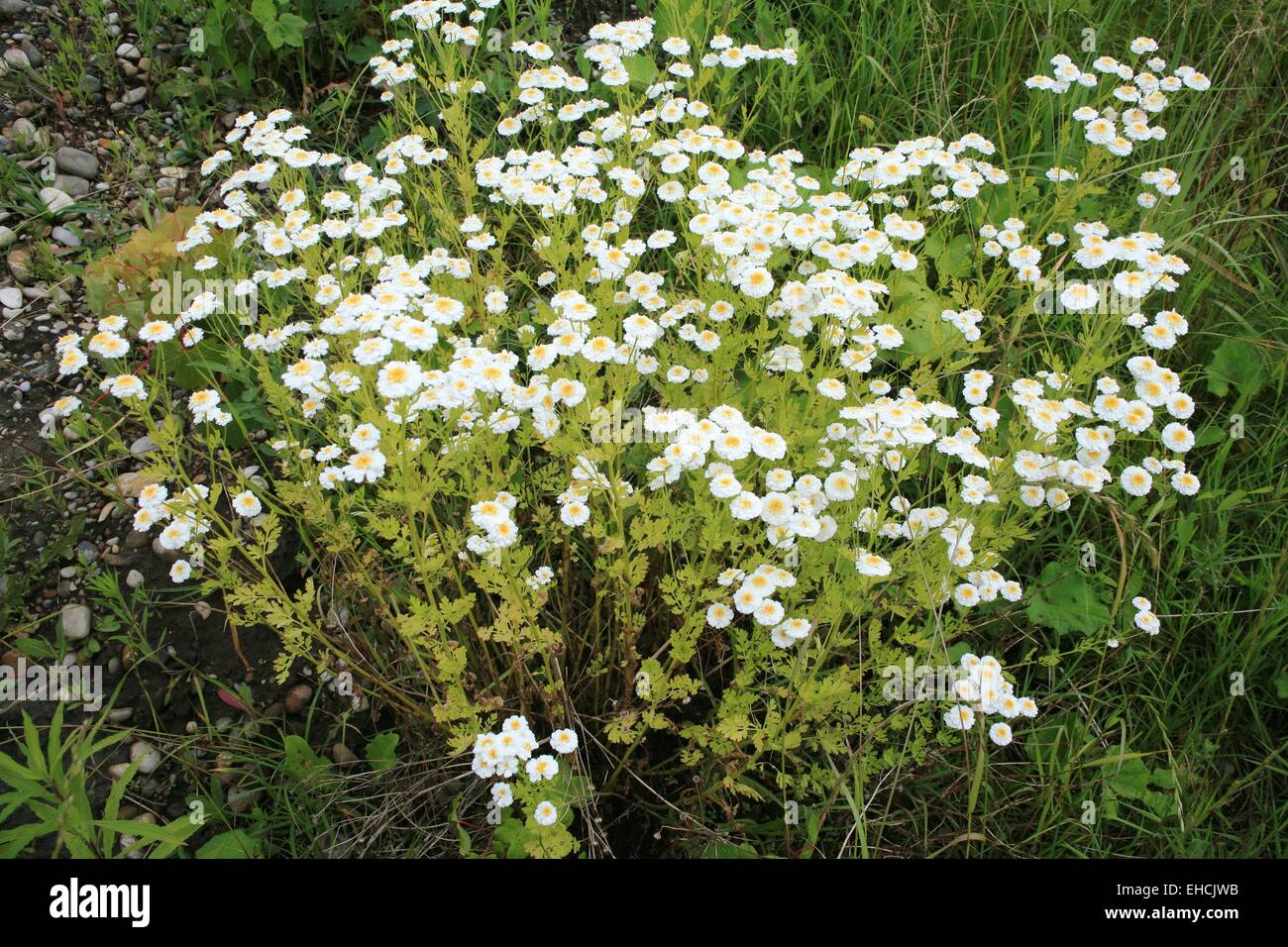 Tanacetum blumen hi-res stock photography and images - Alamy