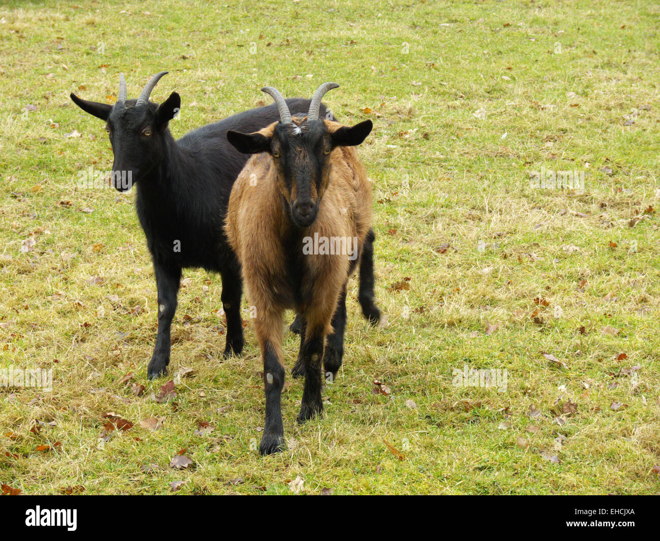 Two billy goats hi-res stock photography and images - Alamy