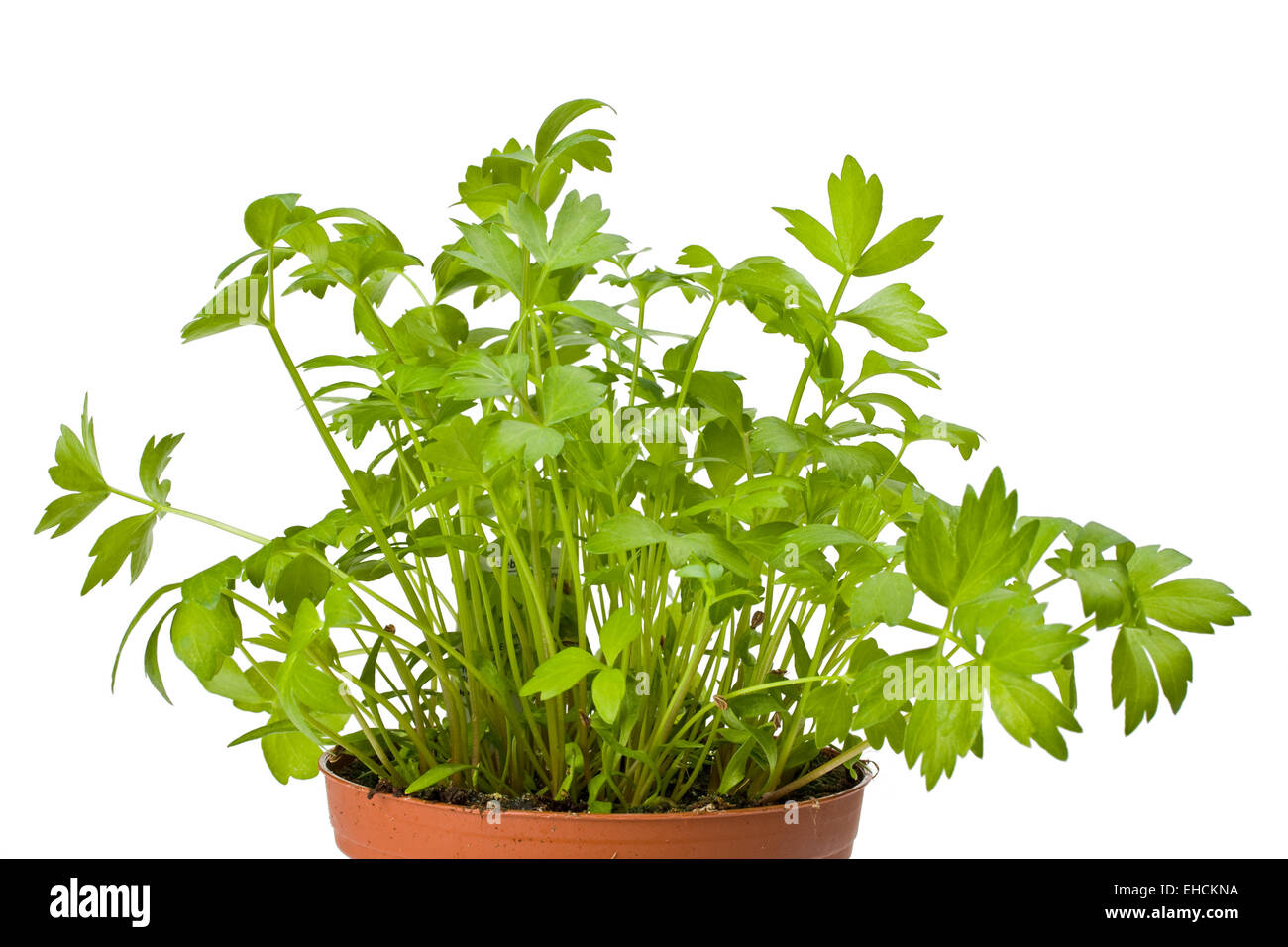 a lovage plant in a pot Stock Photo - Alamy