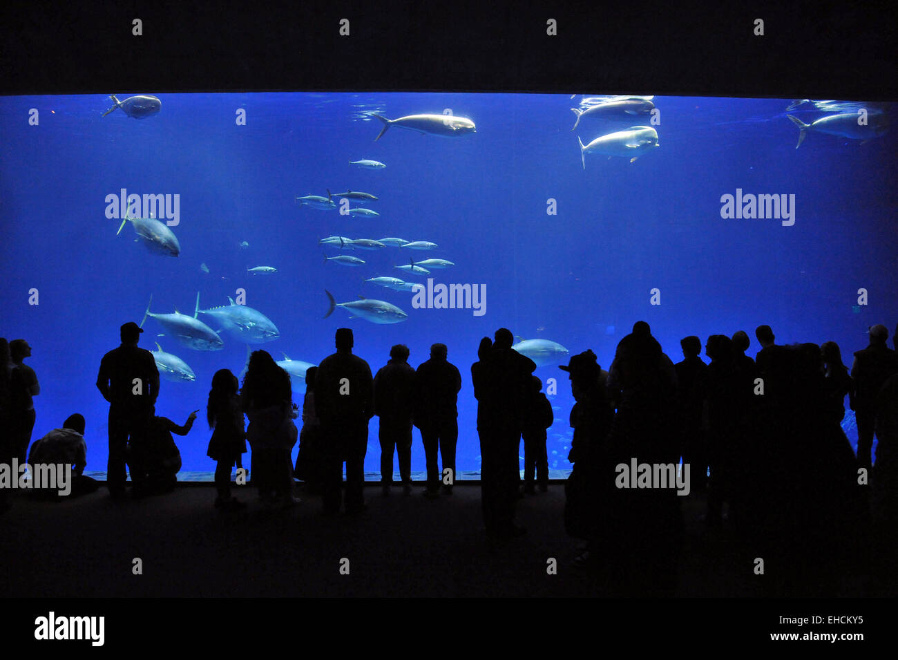 Monterey Bay Aquarium, Monterey, California, United States Stock Photo ...